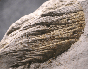 The shatter cone page - ERNSTSON CLAUDIN IMPACT STRUCTURES - METEORITE ...